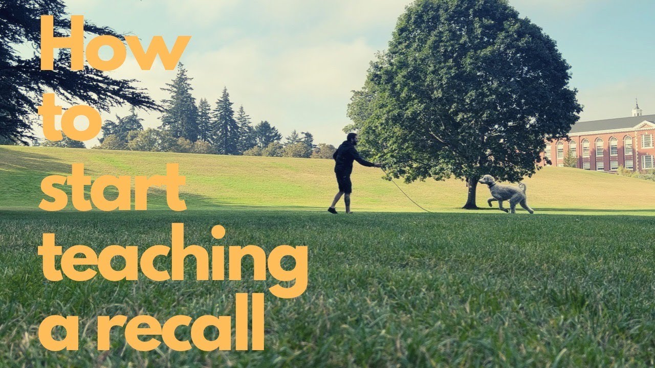 How to start teaching your dog a recall - YouTube