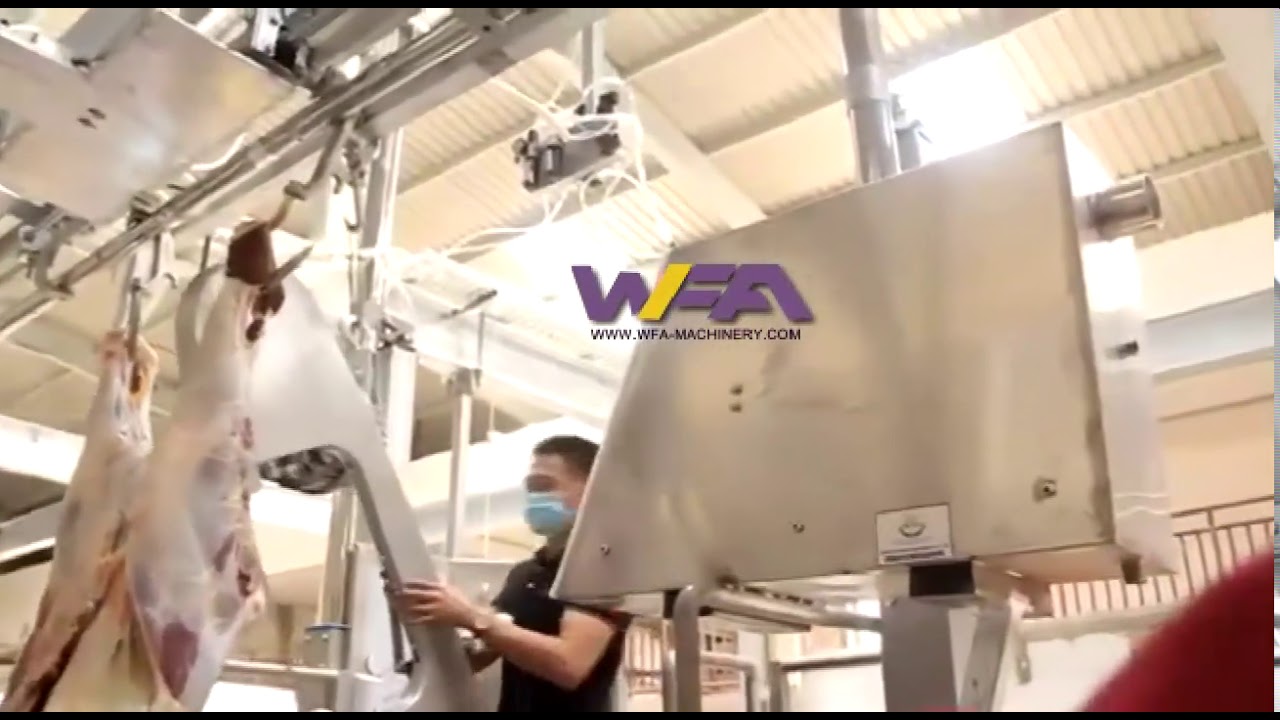 cattle carcass dressing line from WFA - YouTube