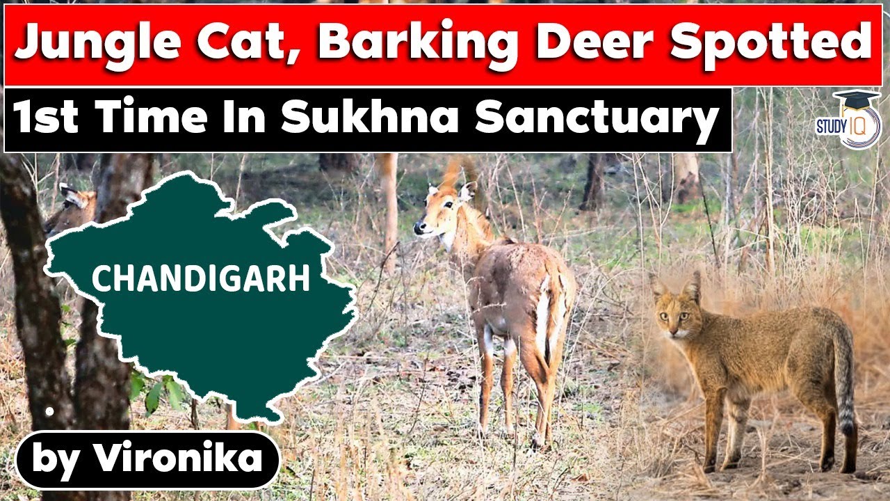 Jungle Cat, Barking Deer Spotted for First time at Sukhna Wildlife Sanctuary | PPSC HCS | UPSC ...