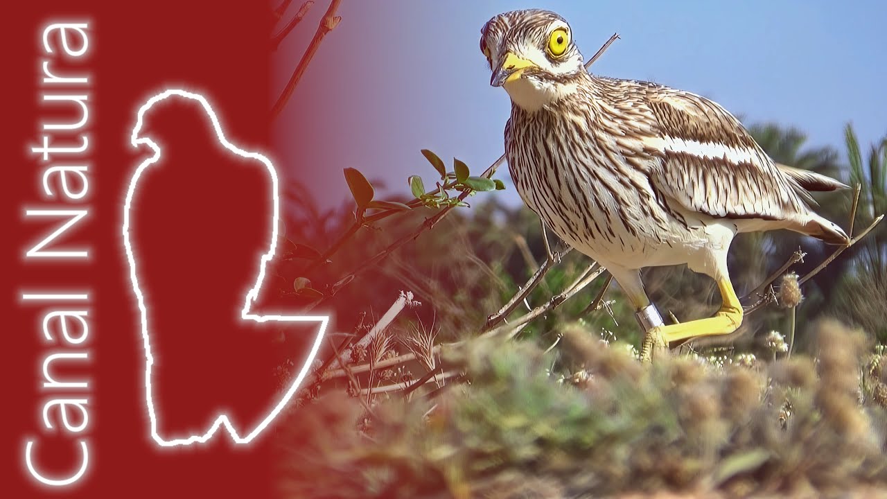 Alcaraván común (Burhinus oedicnemus) Eurasian Thick-knee - YouTube