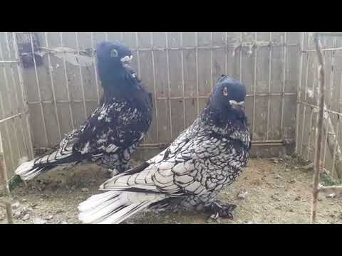 Oriental Frill Blondinette Pigeons |Fancy Pigeon Breeds | Pigeons Kashmir