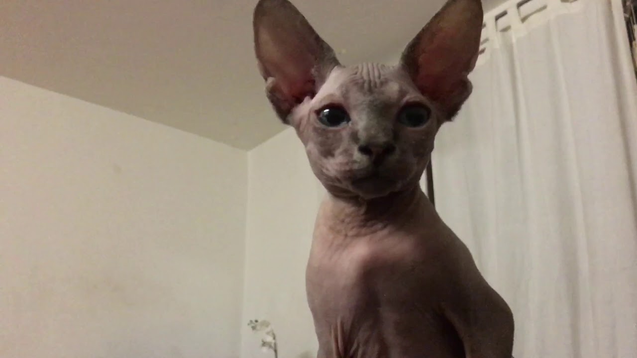 SPHYNX CAT DANCING - YouTube