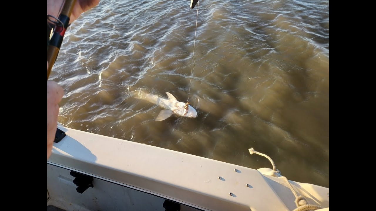 Suisun Slough, Montezuma Slough and Big Cut Sturgeon Hunting - YouTube