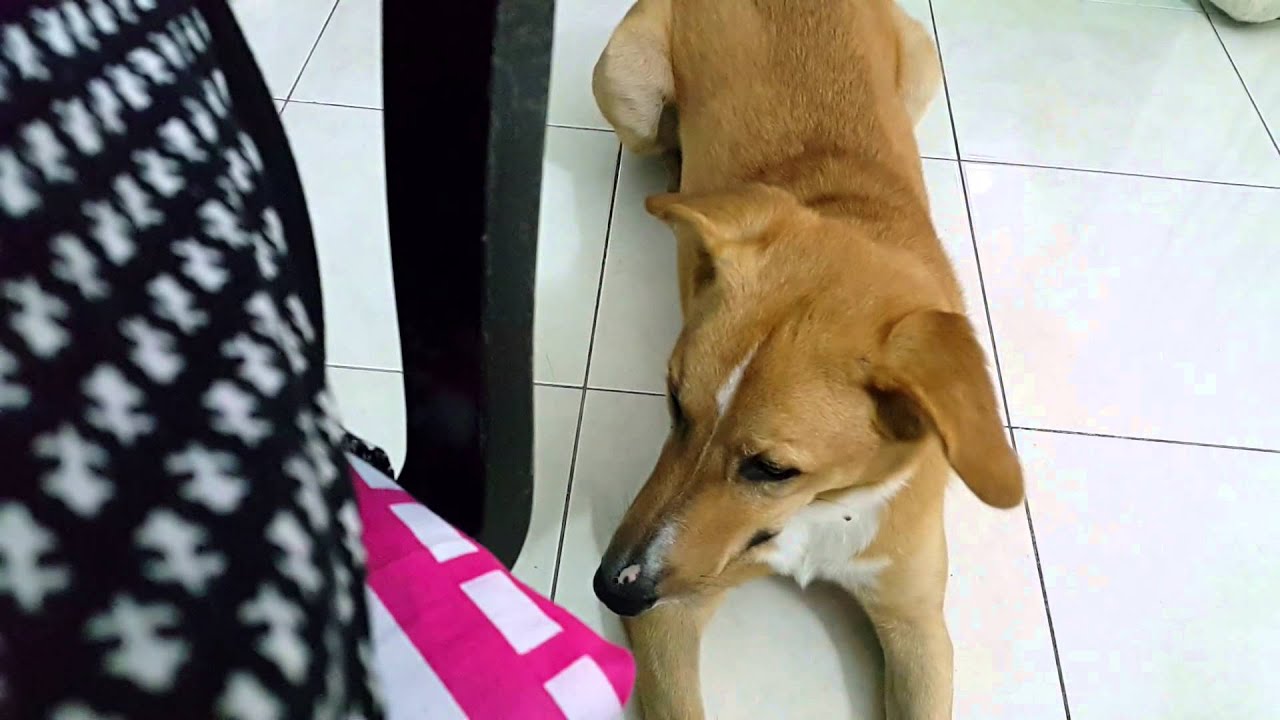 Dog complaining.. - YouTube