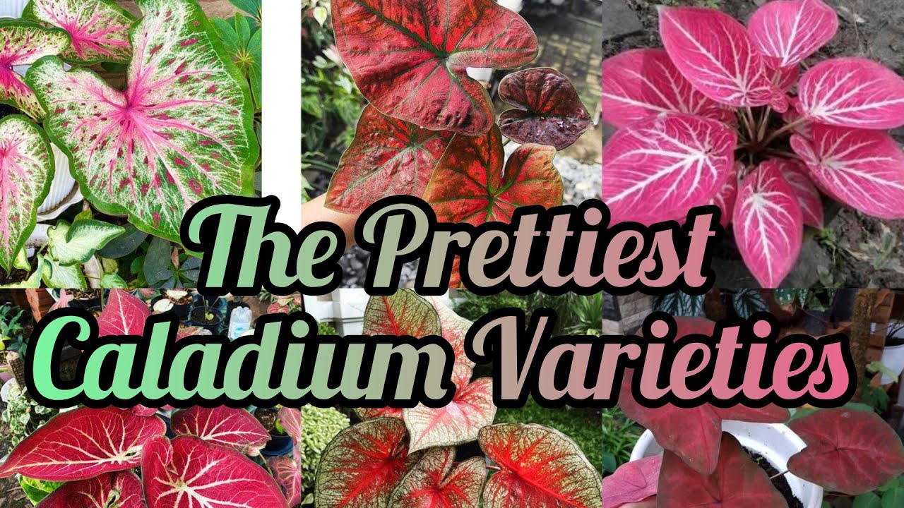 22 Most Beautiful Types Of Caladiums | Best Caladium Varieties # ...