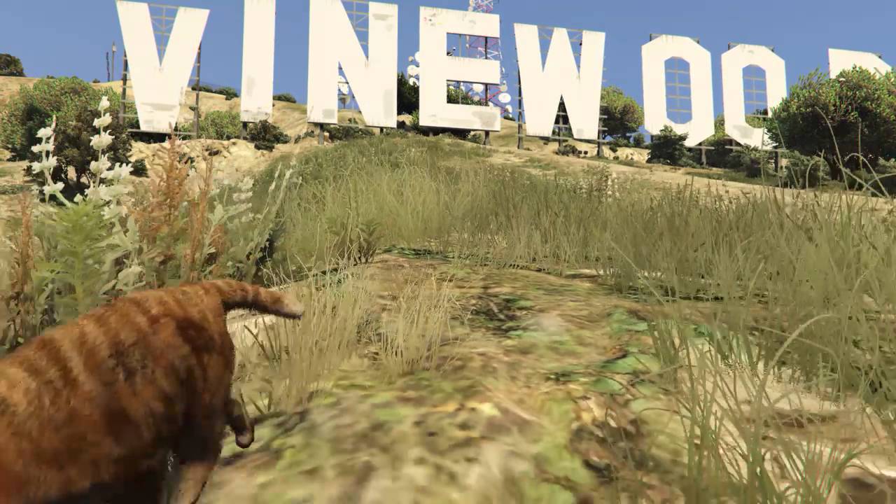 Cat Theft Auto V* - YouTube