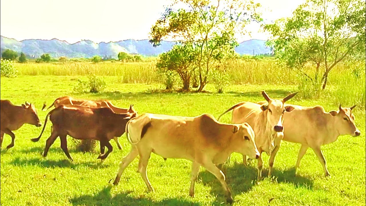 Segerombolan Sapi Lucu dan Gemuk sedang makan di Padang Rumput Hijau ...