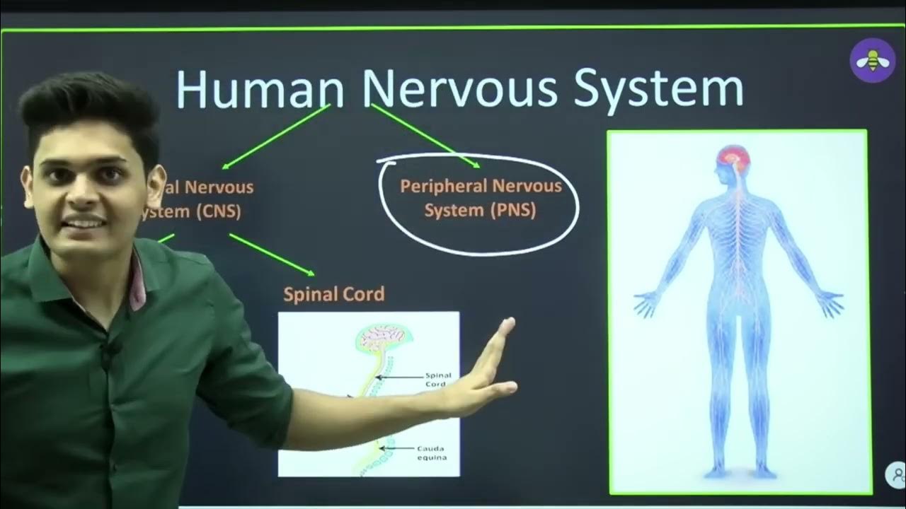Control And Coordination Complete Chapter CLASS 10 Science NCERT ...