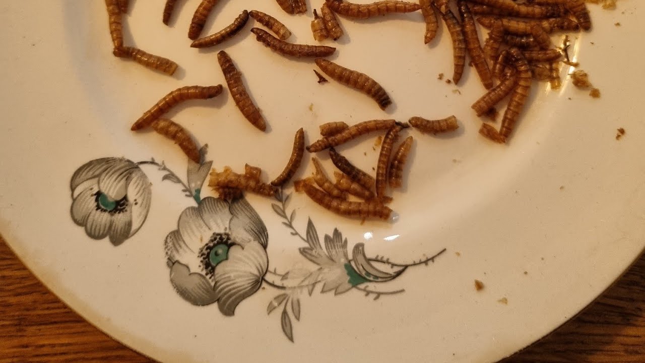 Insektsmaking. Slik smaker MELORM - MELLARVE. - YouTube