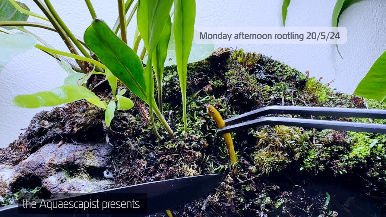 Monday afternoon rootling 20/5/24 Hangover 90 - YouTube