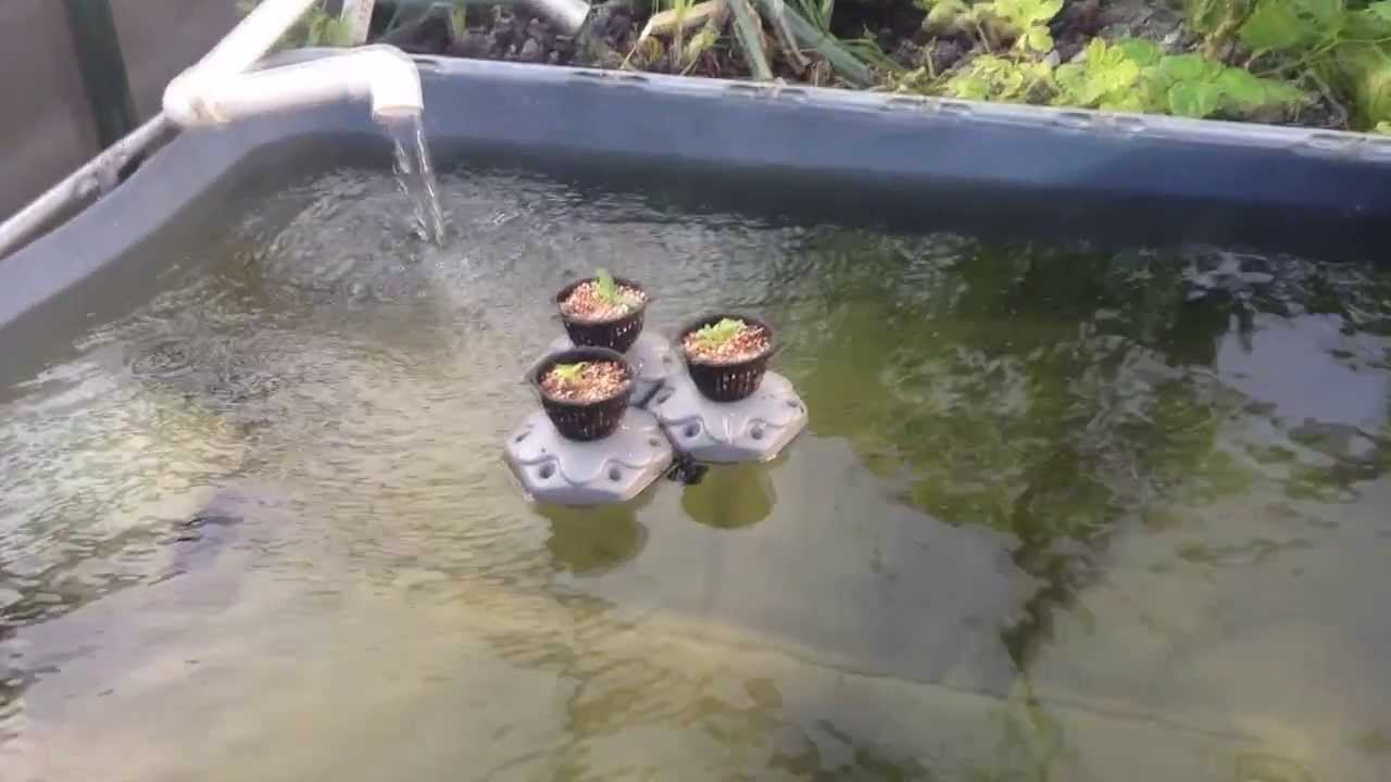 Backyard Aquaponics DWC + New underwater Fish cam and strawberry ...