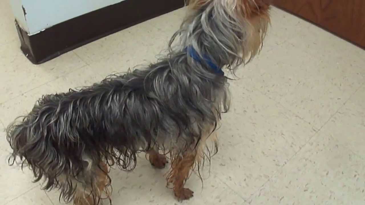 Found Yorkie Adoptable Dog with the Portage Dog Wardern & Shelter - YouTube