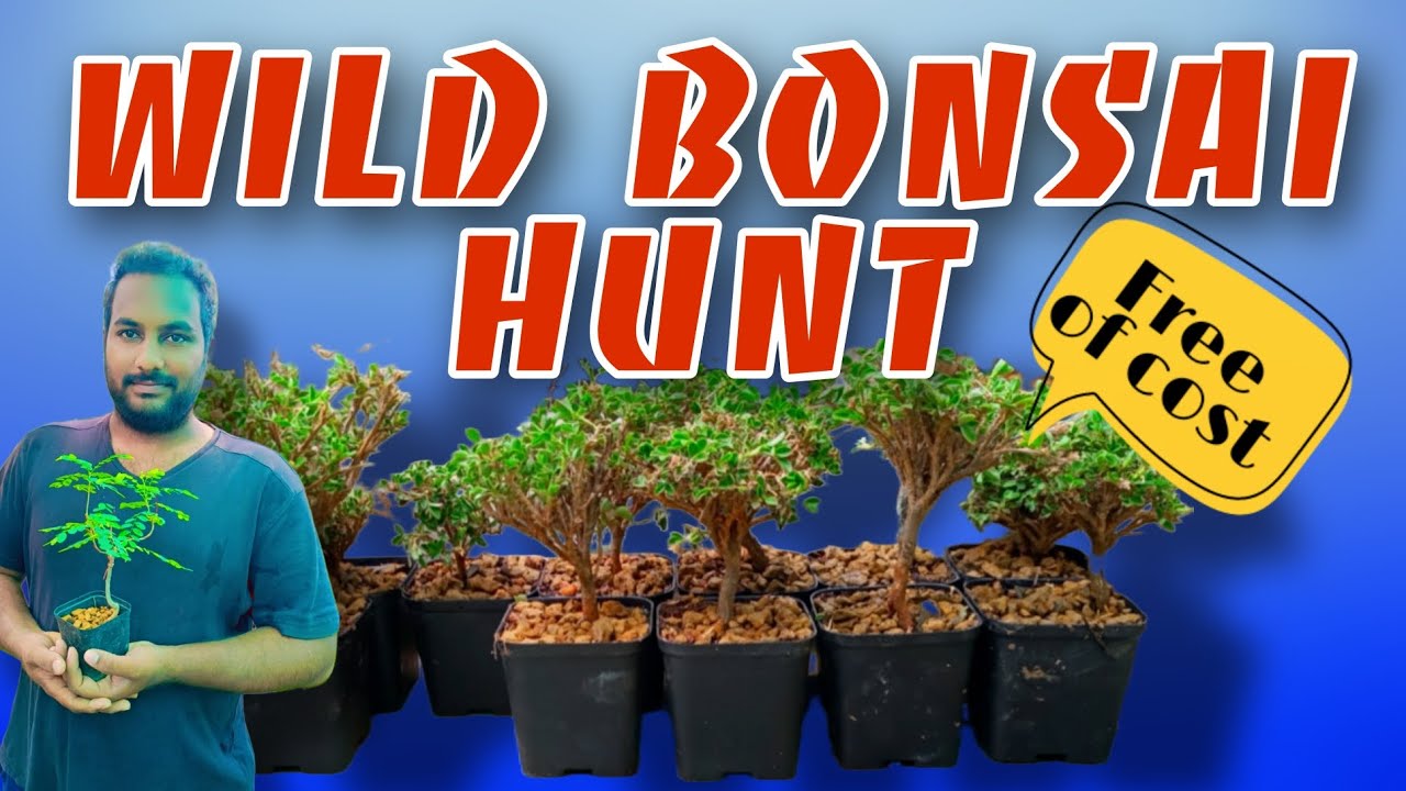 Bonsai Hunt from Jungle | Wild bonsai Hunt | Unknown Bonsai hunt from ...