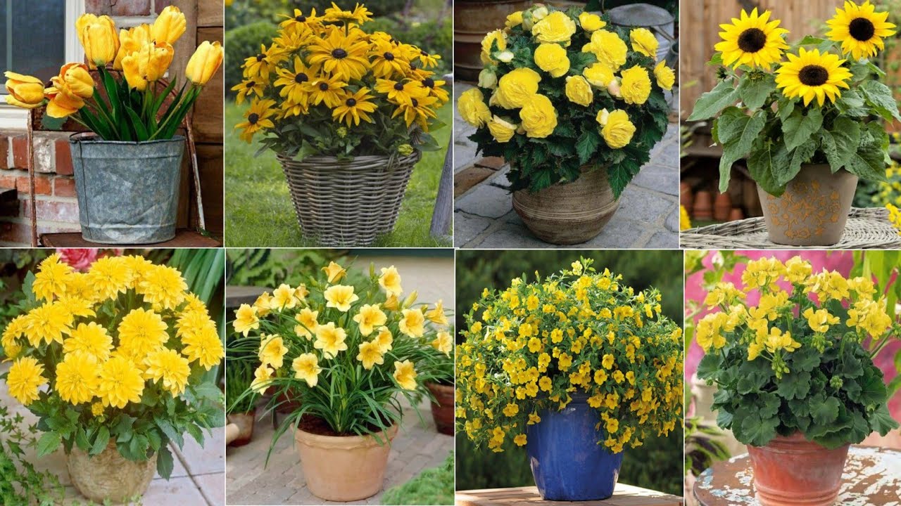 74 Yellow Flower Plants for Garden | Yellow flowering plants types with ...