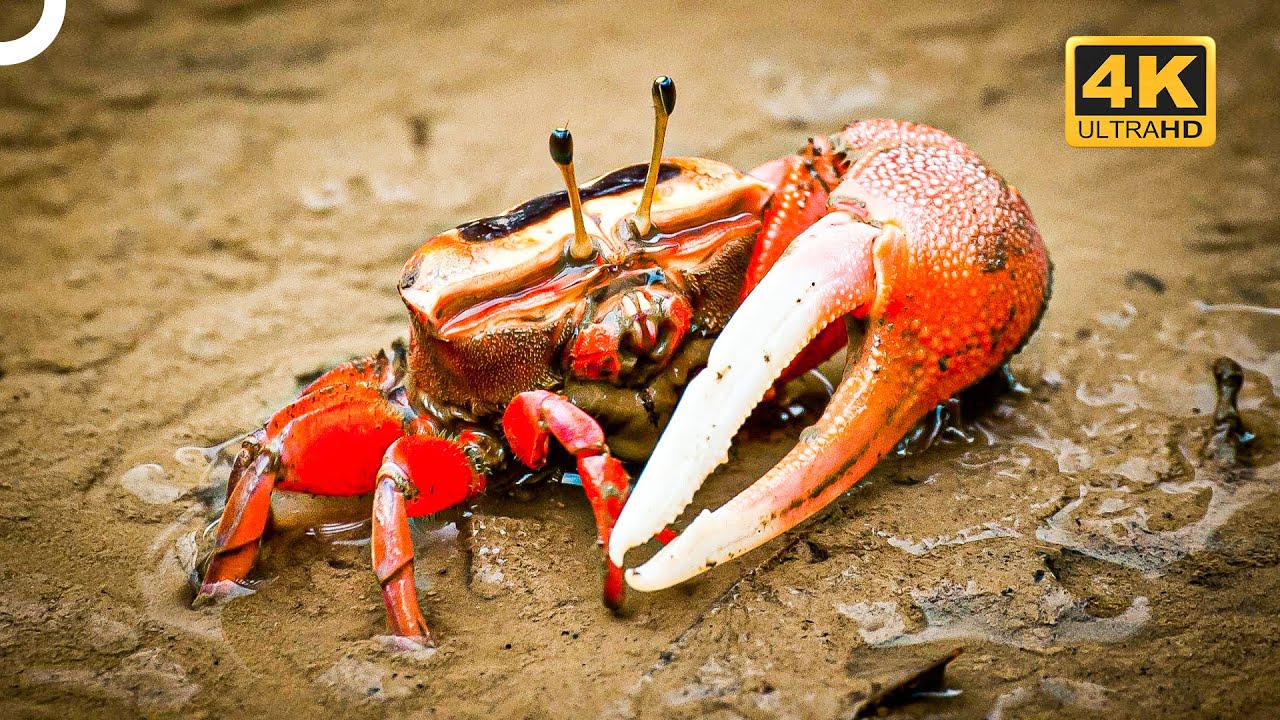 Skilled Hunter Beneath the Sands: Fiddler Crabs 🦀 | 4K Animal ...