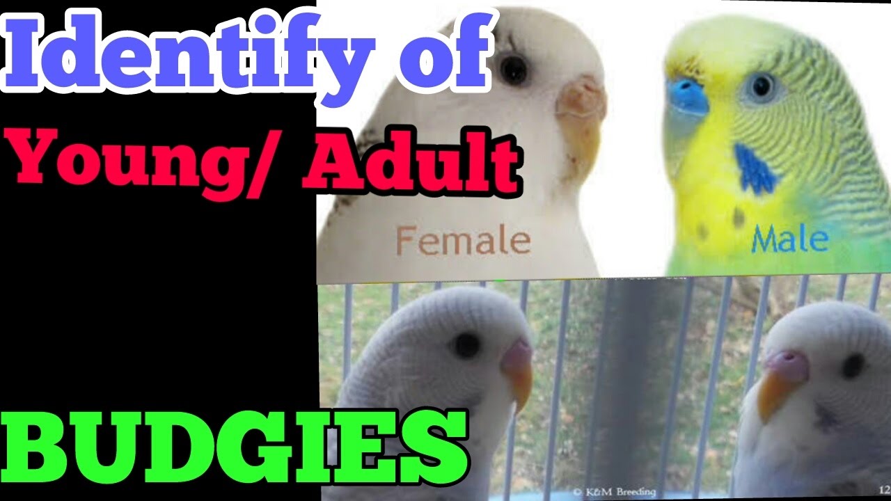 HOW TO IDENTIFY OF YOUNG AND ADULT IN BUDGIES - YouTube
