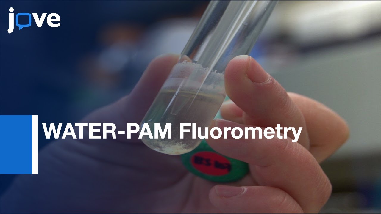 Phytoplankton Co-culture Assessment by WATER-PAM Fluorometry | Protocol ...