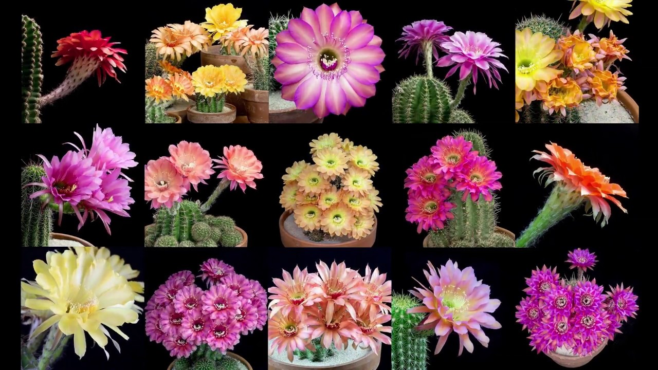 Freaky Flowers: Echinopsis Cacti in Bloom - YouTube