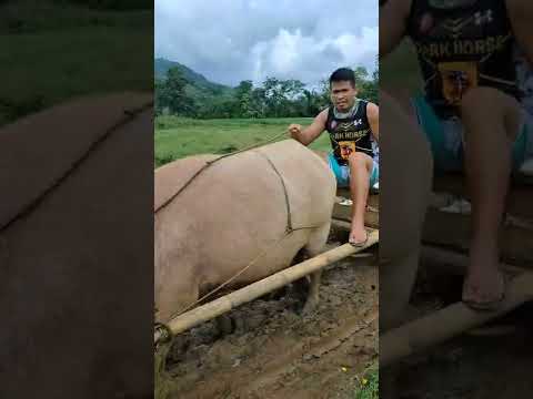 karabaw adventure 😂 - YouTube