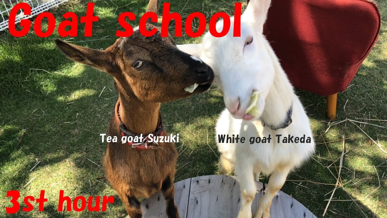 Goat school 3st hour - YouTube