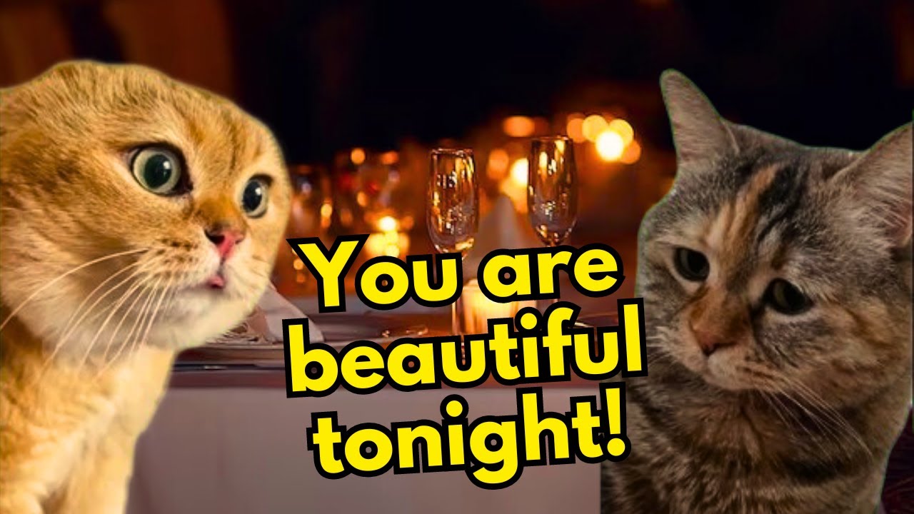 When a Couple of Cats go out in a Romantic Date (Cat memes) (Ep.37 ...