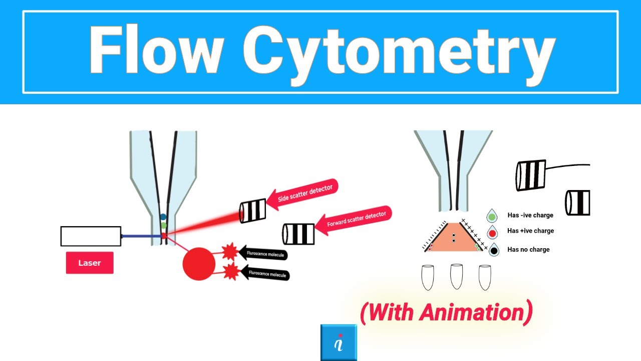 Flow Cytometry - YouTube