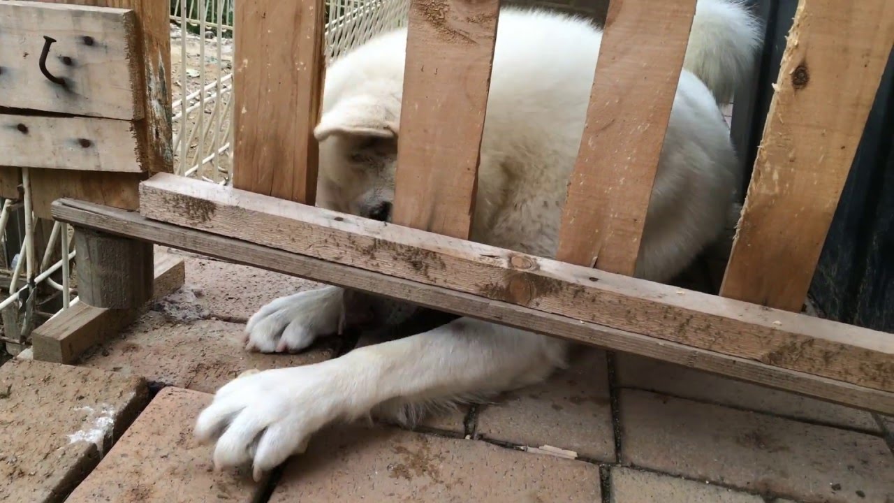 demonstration of the importance of opposable thumbs. - YouTube