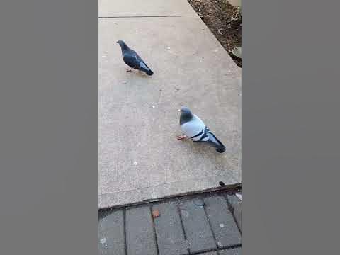 Random Pigeons looking for food on the Street /Wildlife #shorts - YouTube
