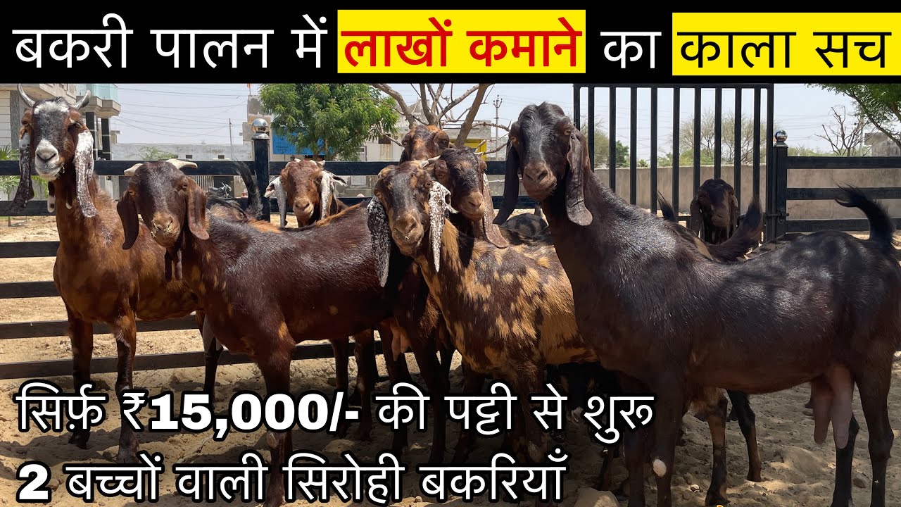 ₹15000@How to start goat/farming |(@India’s largest goat farming)@Shree ...