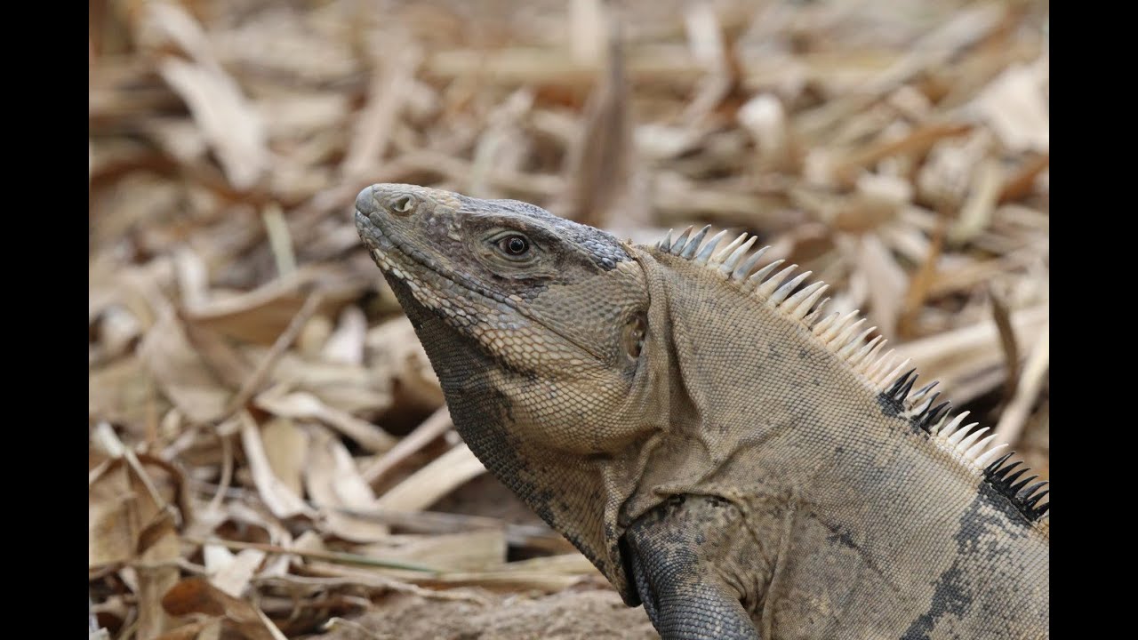 Iguana Battle to the End! Tuff battle between 2 Male Iguanas, MMA action, 4K UHD - YouTube