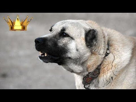 Türkiyede Yaşayan En İyi Köpek Türleri Nelerdir - osman çakır