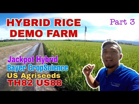 Part 3 : Hybrid Rice na pwedeng itanim sa wet and dry season | Jackpot Hybrid TH82 US88 PHB85 ...