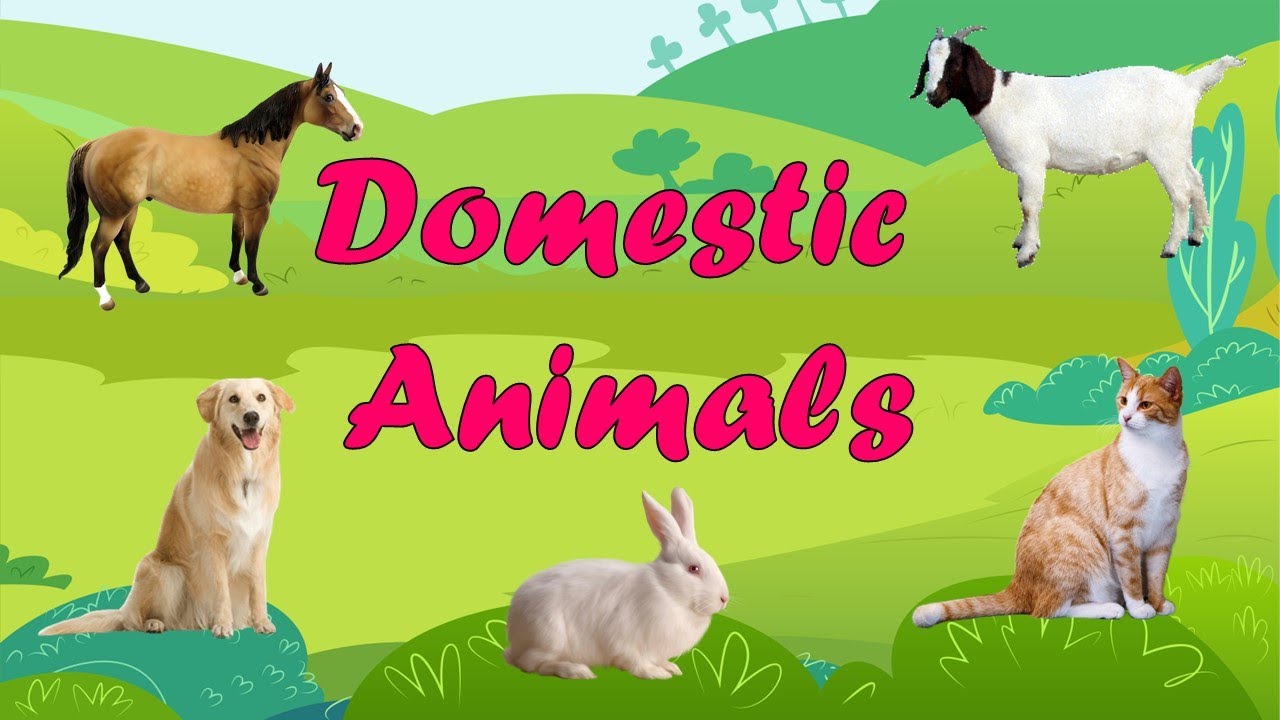 Domestic Animals For Kids | Domestic Animals Name | Learn Domestic ...