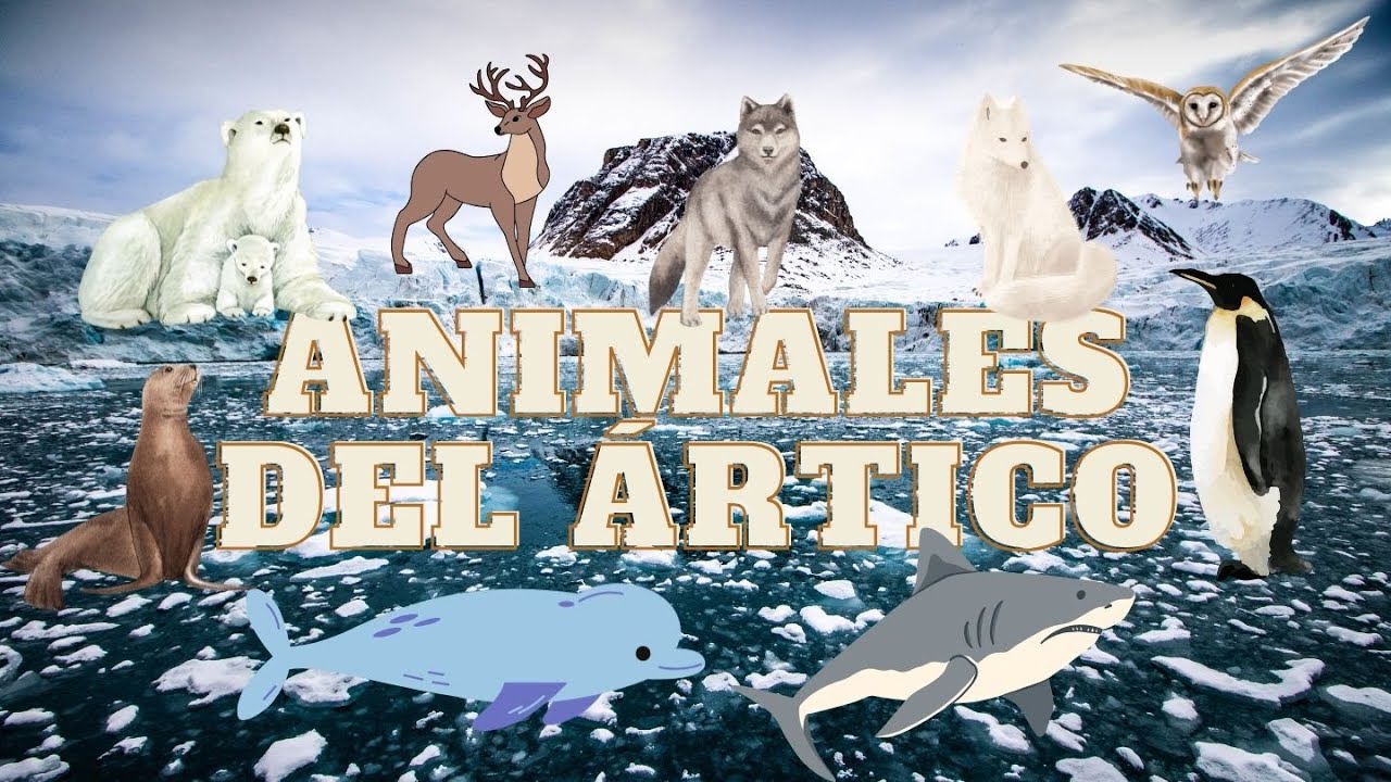 Animales del Ártico, Animales de la Antartida. - YouTube