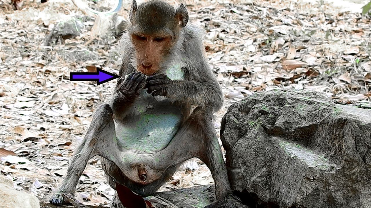 Update, Thinnest & Sick Monkey, Released Eating A Lots, He Must Be ...