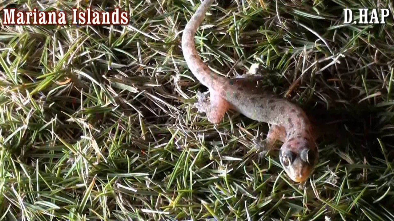[괌_Guam] Four-clawed Gecko (네발톱도마뱀붙이) - YouTube