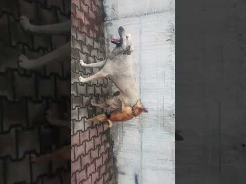 azgin köpek 😂😂