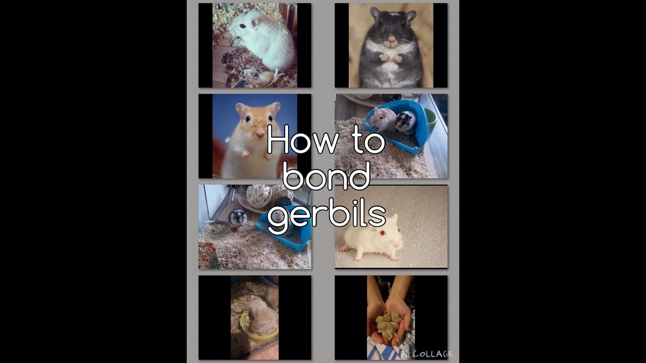 bonding the gerbils~ Tips & Tricks - YouTube