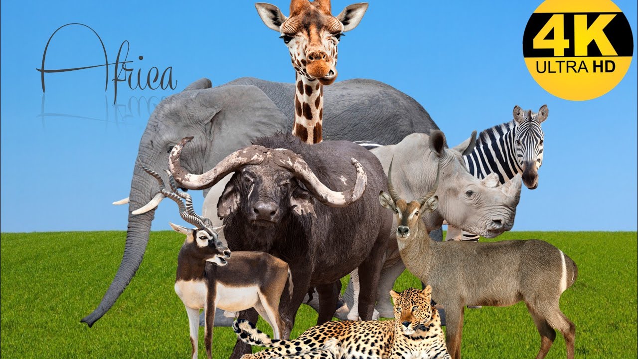 African Safari 4K - Scenic Wildlife Film With African Music - YouTube