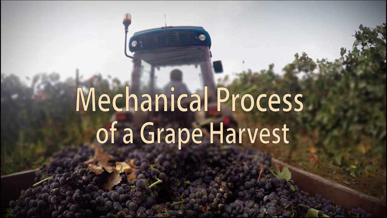 HaYovel | How to Harvest Grapes. - YouTube