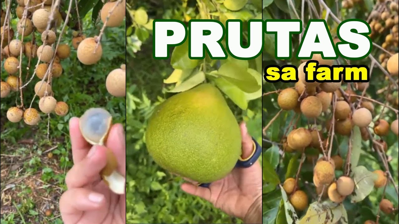 PRUTAS SA FARM - YouTube
