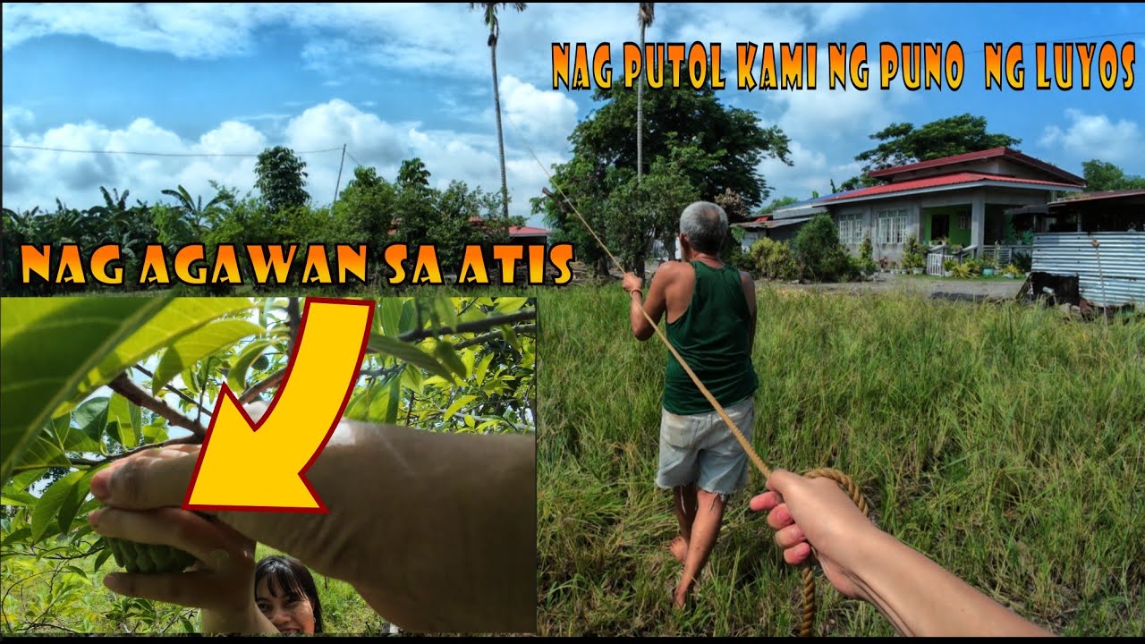 Nag putol kami ng puno ng luyos | May nag agawan sa atis - YouTube