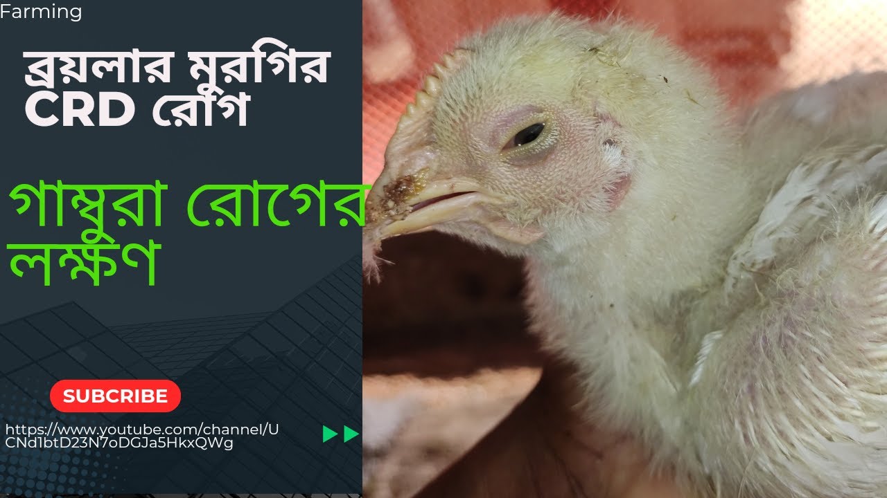 CRD in Chickens|crd disease treatment in poultry @Blogeart - YouTube