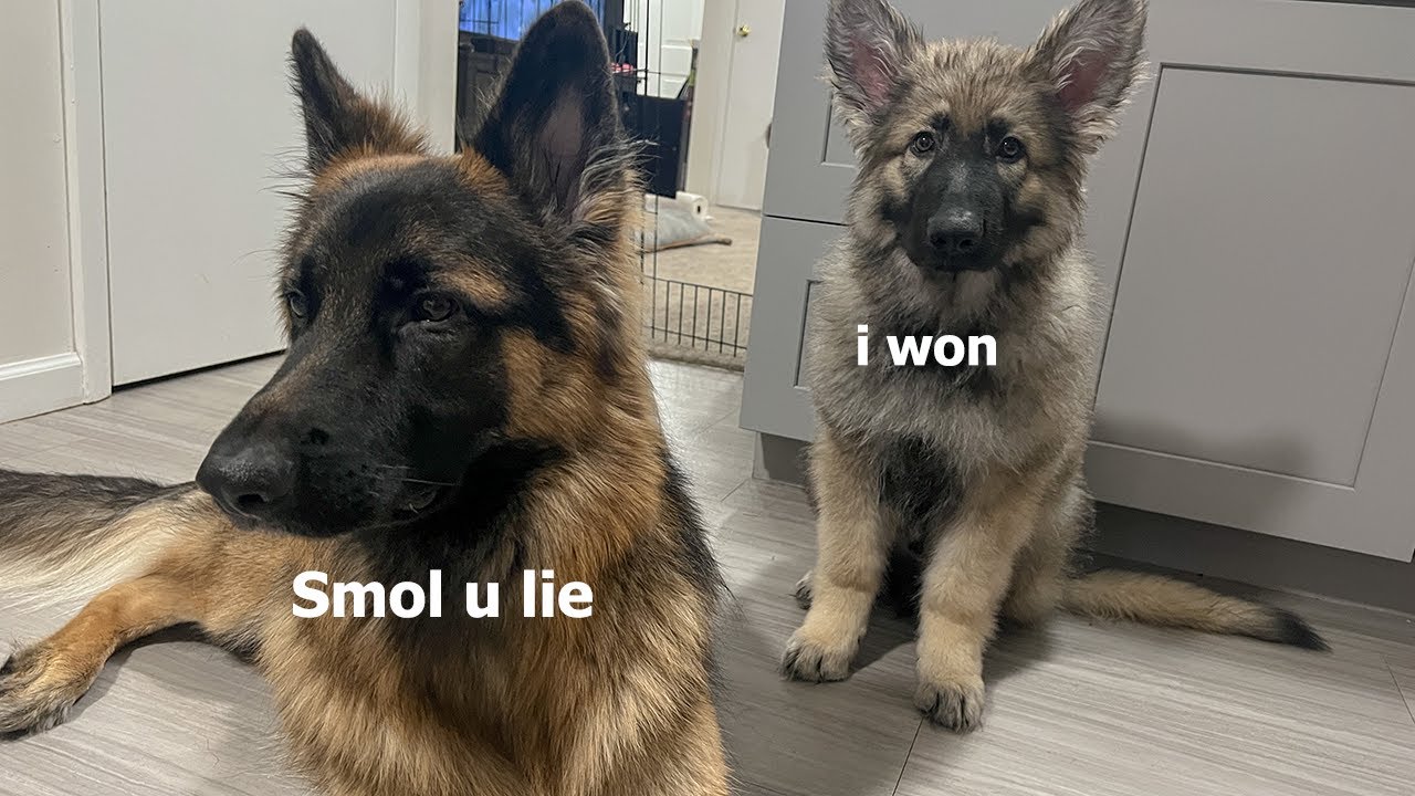 My German Shepherd Puppy Argues with his Big Brother: Who will win ...
