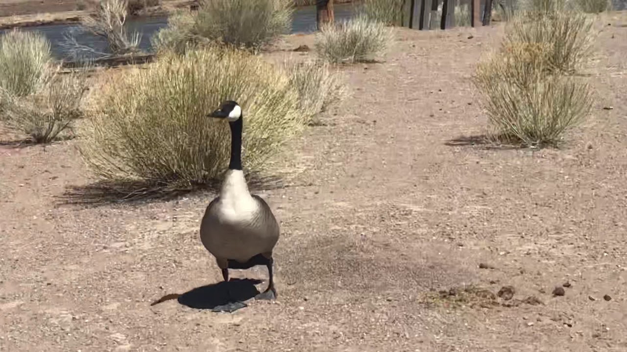 Snoose part1 - YouTube