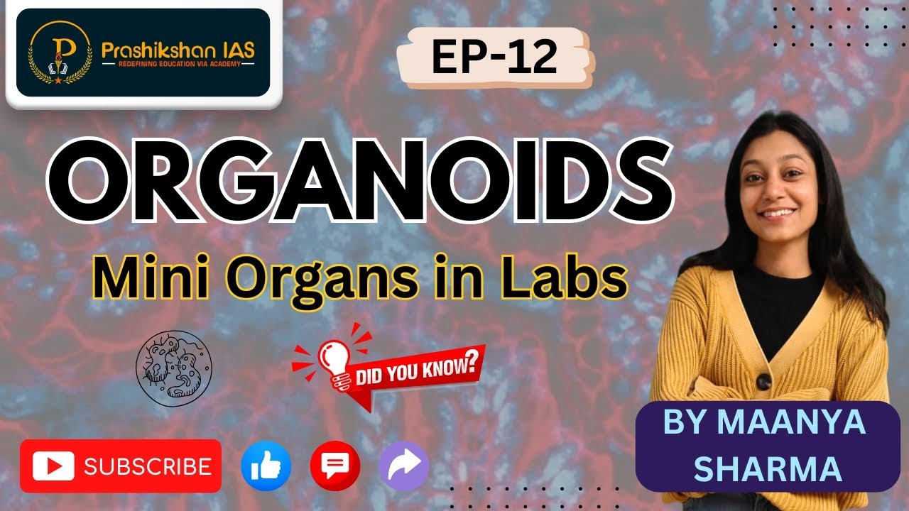 Organoids Explained: How Scientists Grow Mini Organs in Labs ...