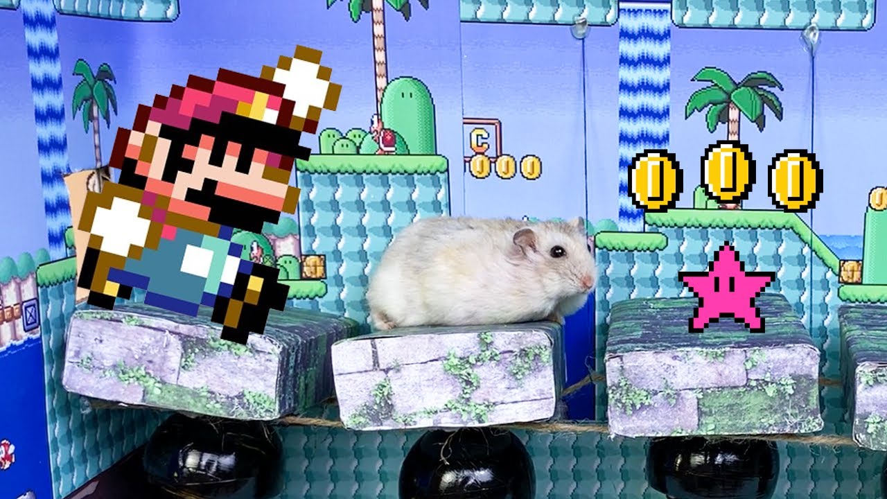The Best Hamster Escapes from the Super Mario maze in real life - YouTube