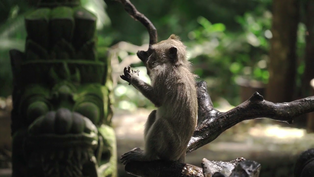 Monkey Clapping - YouTube