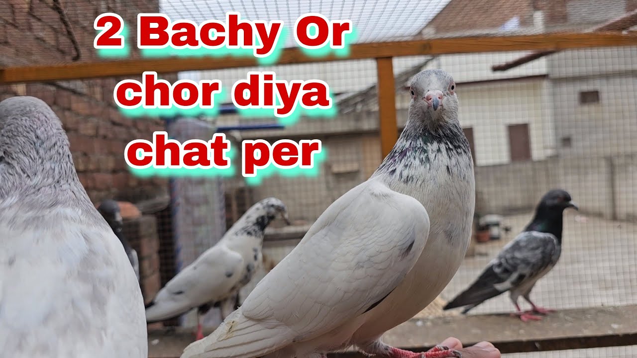 Urany ky liya 2 Bachy Or chor diya 🤩🤩 - YouTube