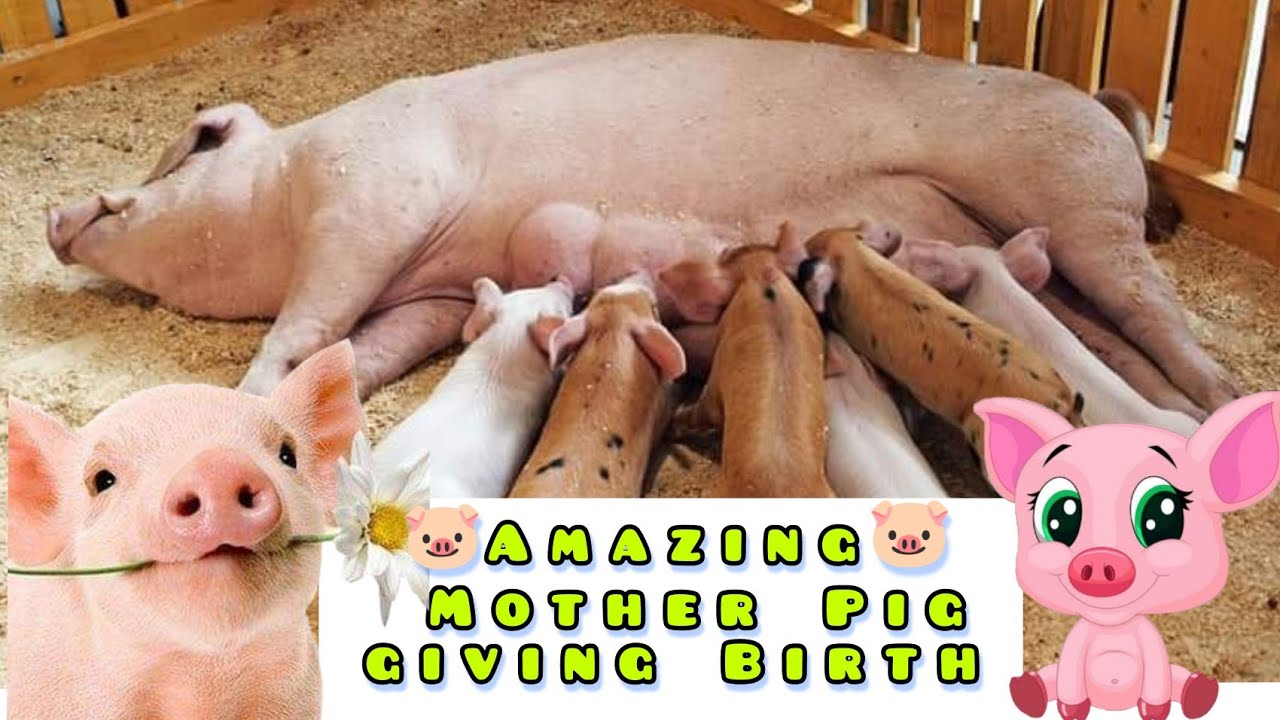 Amazing scene of the mother Pig giving birth🐷🐽 #cutebabypiggies # ...